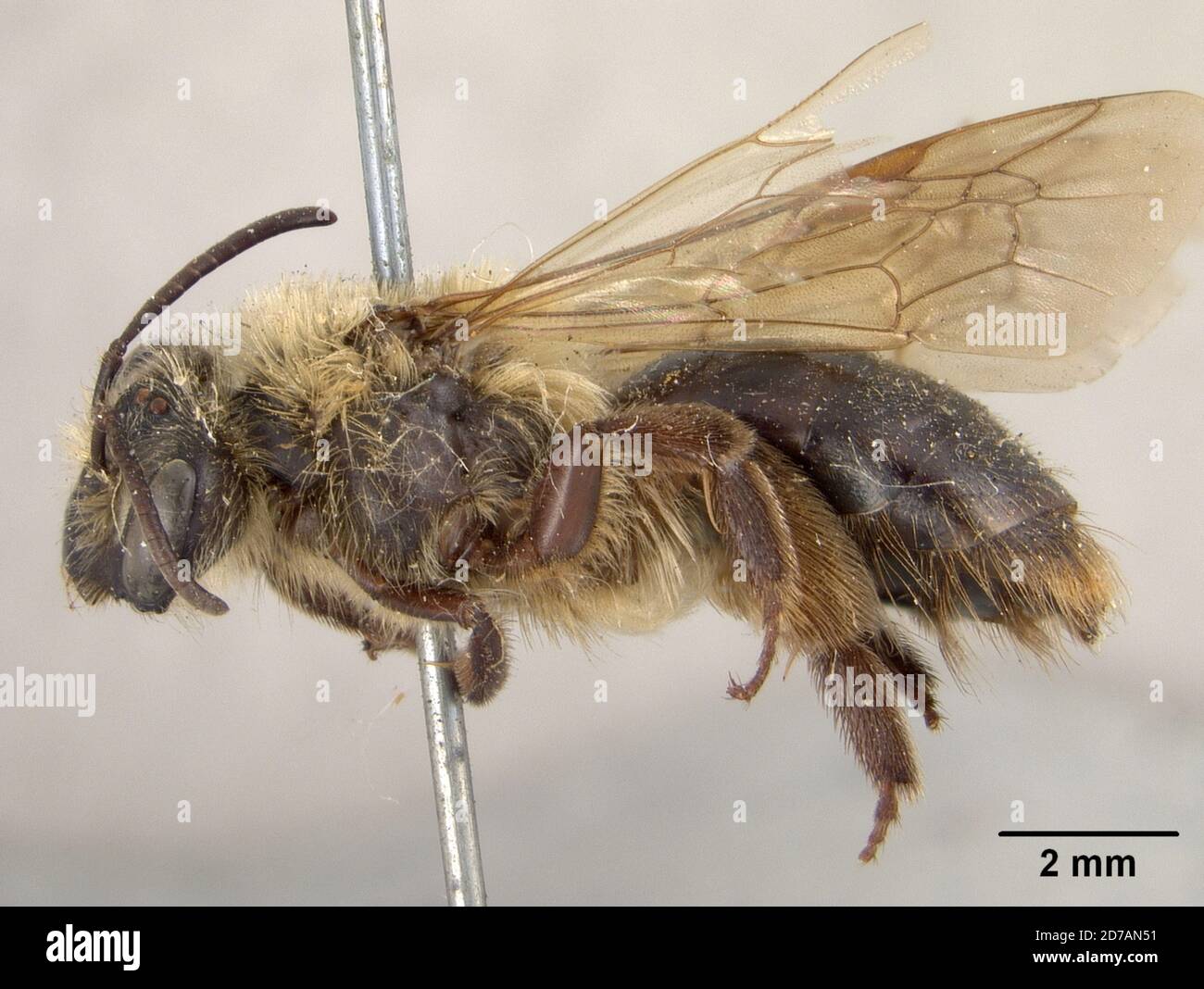 Pinned, Hartford, Connecticut, United States, Andrena dunningi ...