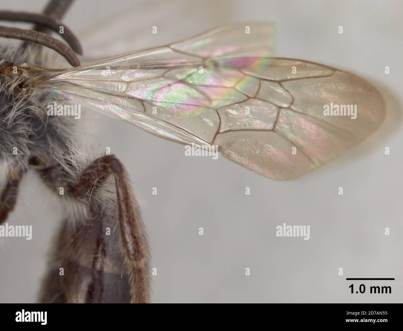 Pinned, Durango, Colorado, United States, Andrena durangoensis Viereck ...