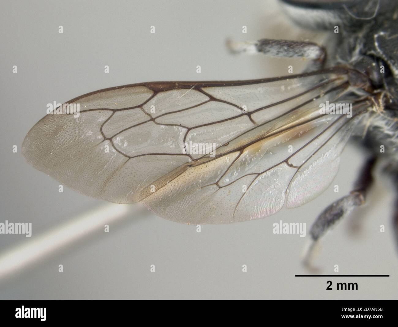 Pinned, South India, Coimbatore, Tamil Nadu, India, Coelioxys dormitans ...