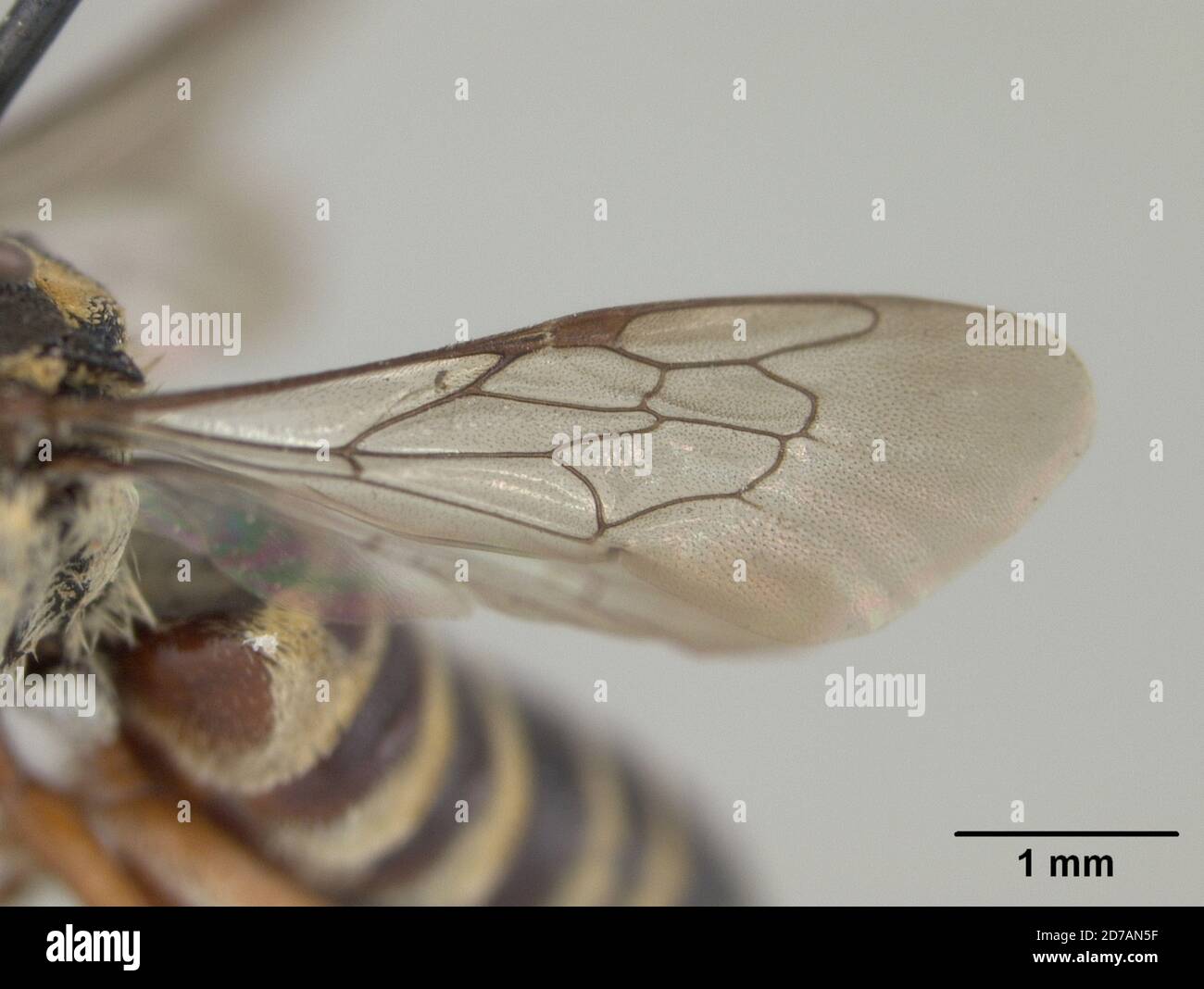 Pinned, Manila, P.I., Rizal, Philippines, Coelioxys manilae Cockerell ...