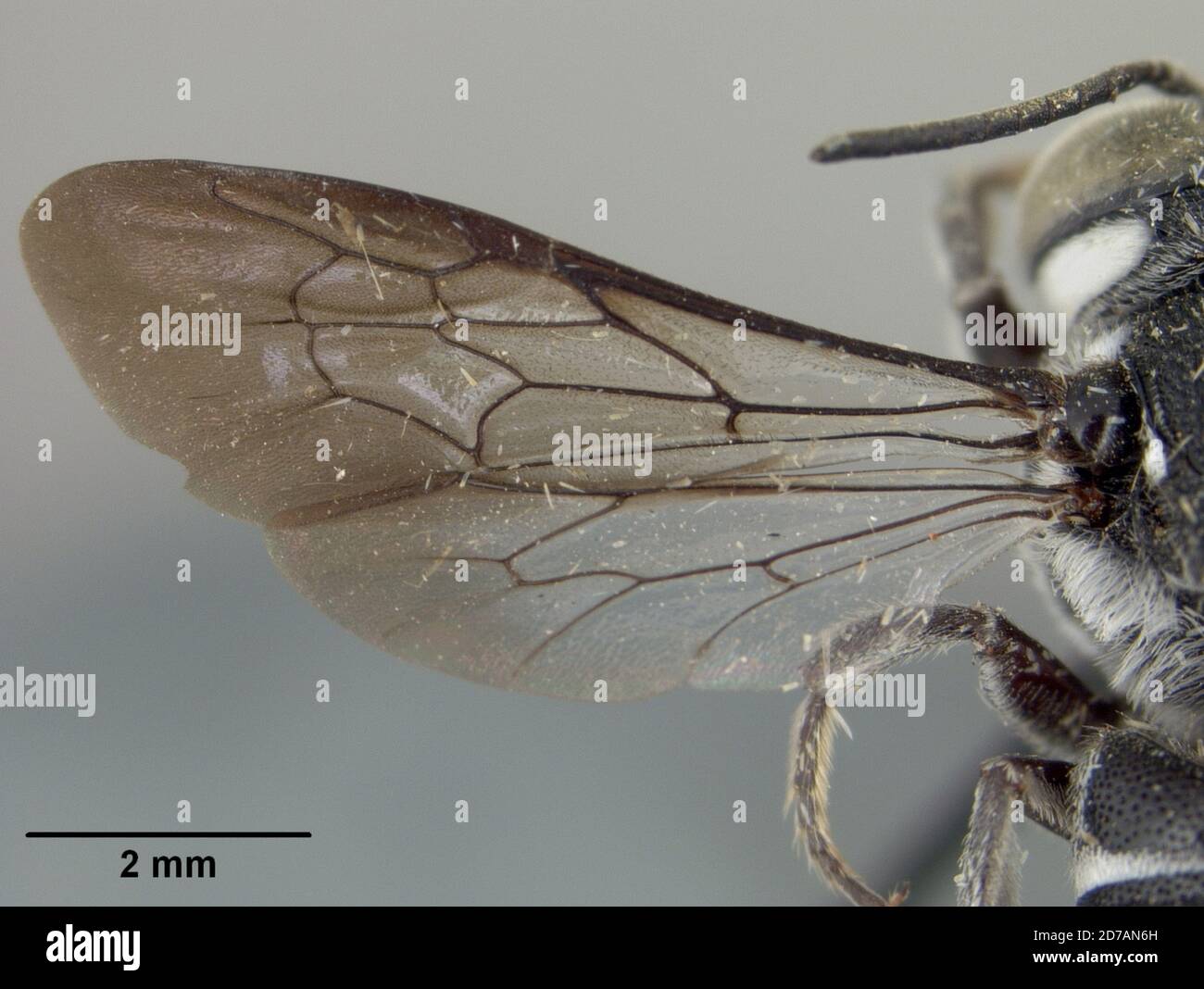 Pinned, Coimbatore, Tamil Nadu, India, Coelioxys ramakrishnae Cockerell ...