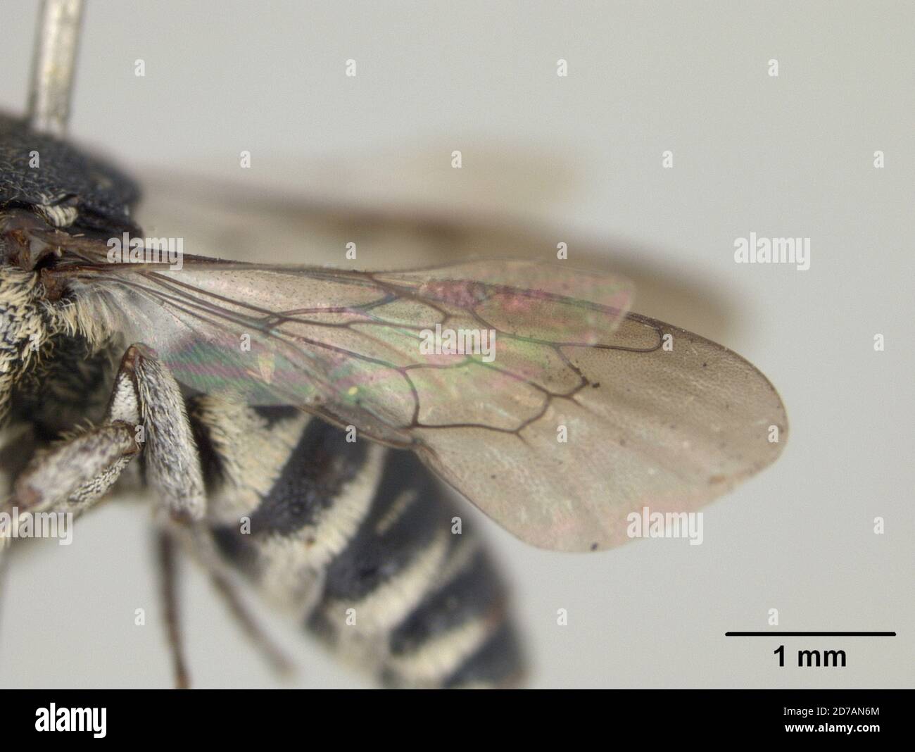 Malay penin hi-res stock photography and images - Alamy