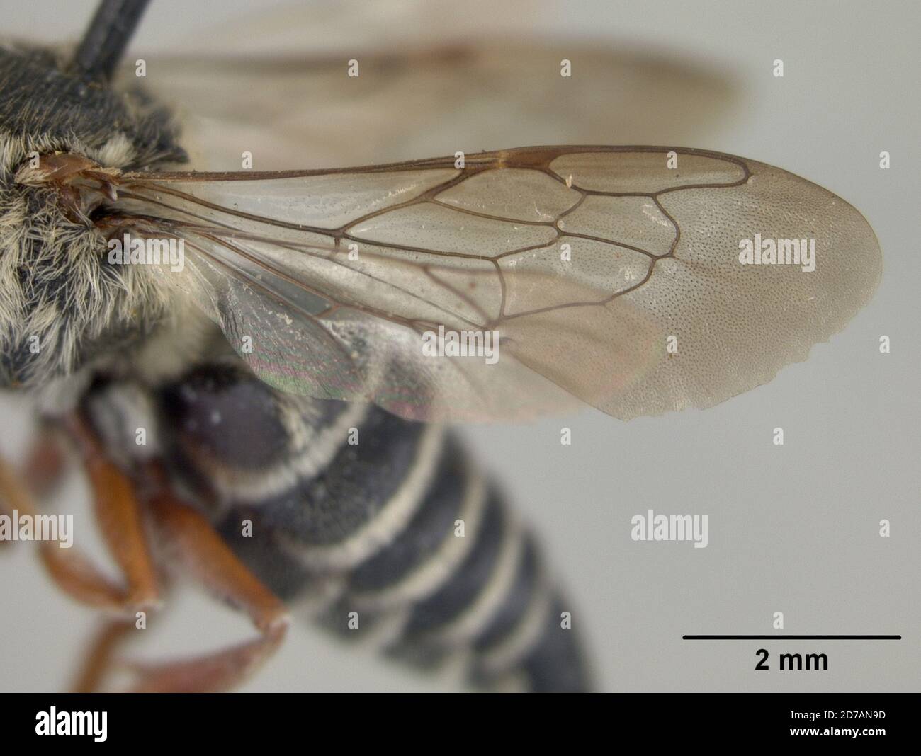 Pinned, Ithaca, Tompkins, New York, United States, Coelioxys ...