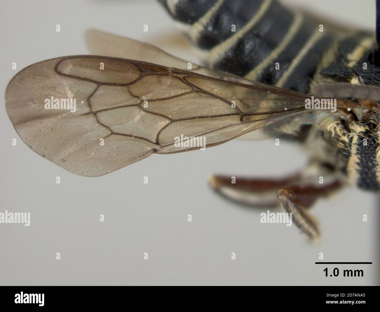 Pinned, Ivon, Beni, Bolivia, El Beni, Bolivia, Coelioxys spatuliventer ...