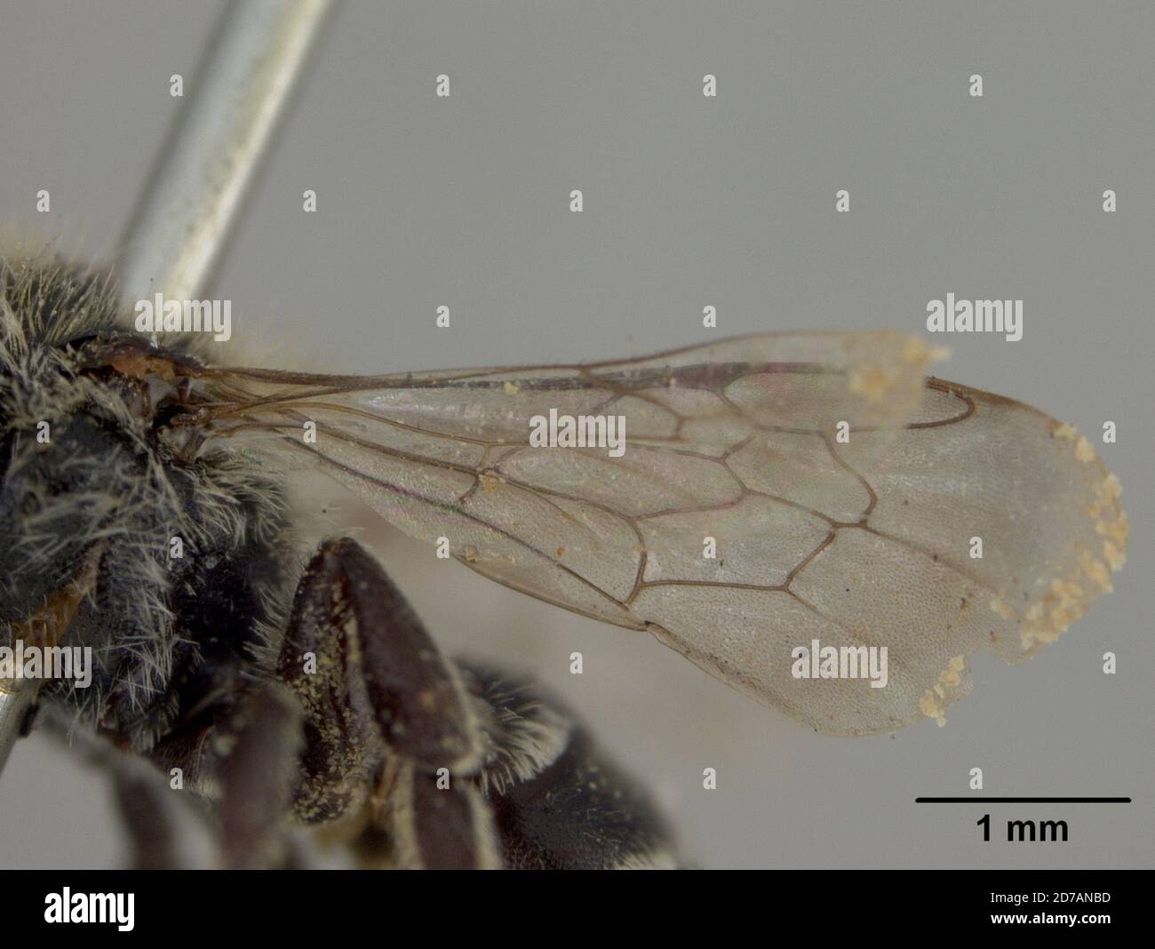 Pinned, Boulder, Colorado, United States, Osmia besseyae Cockerell ...