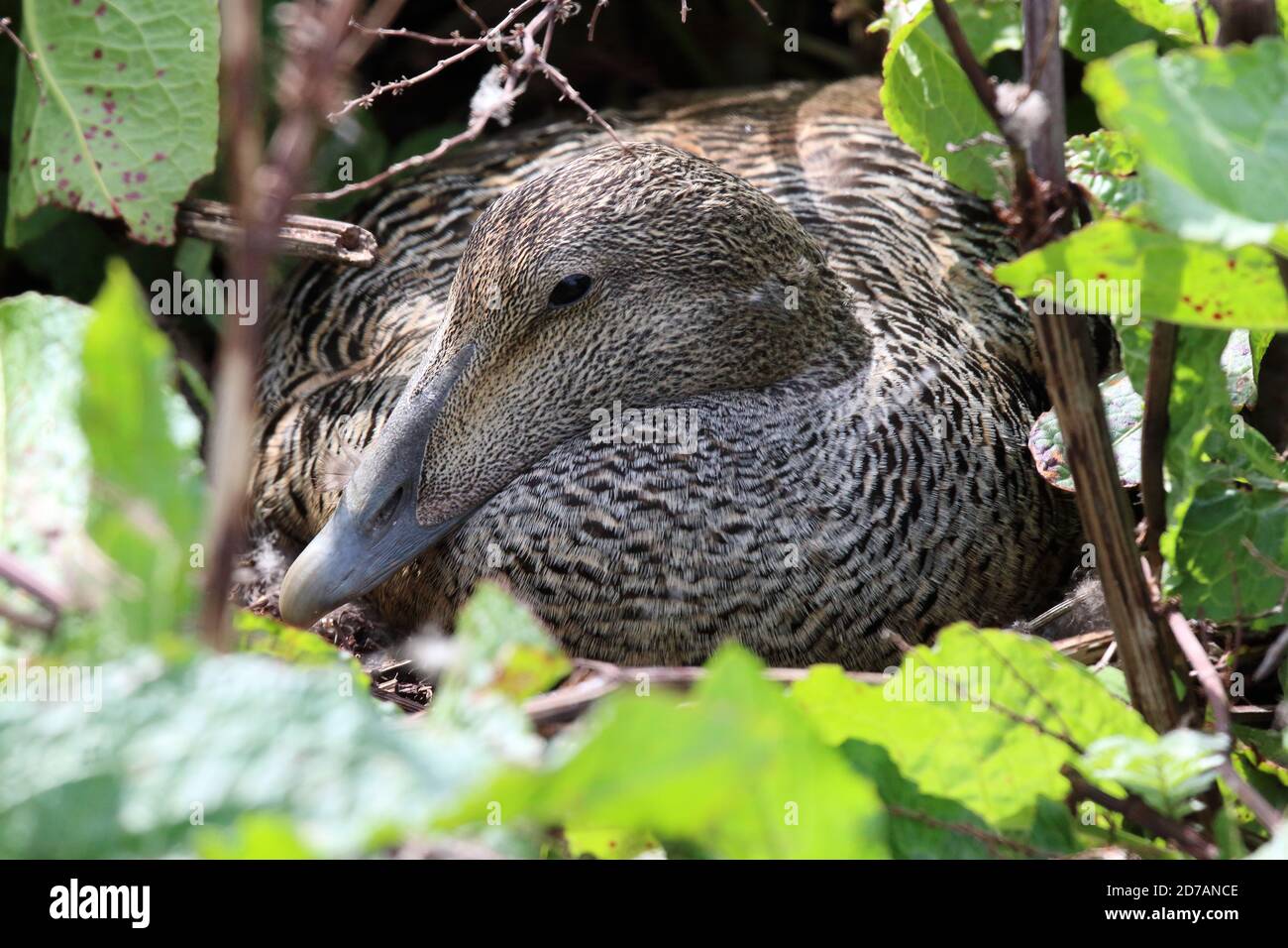 Female eider duck on nest hi-res stock photography and images - Alamy
