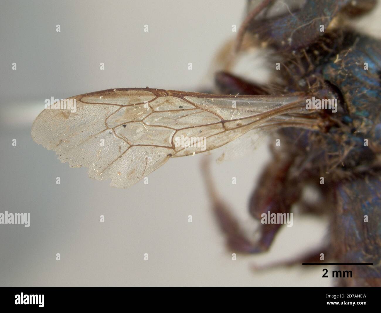 Melanosmia hi-res stock photography and images - Alamy