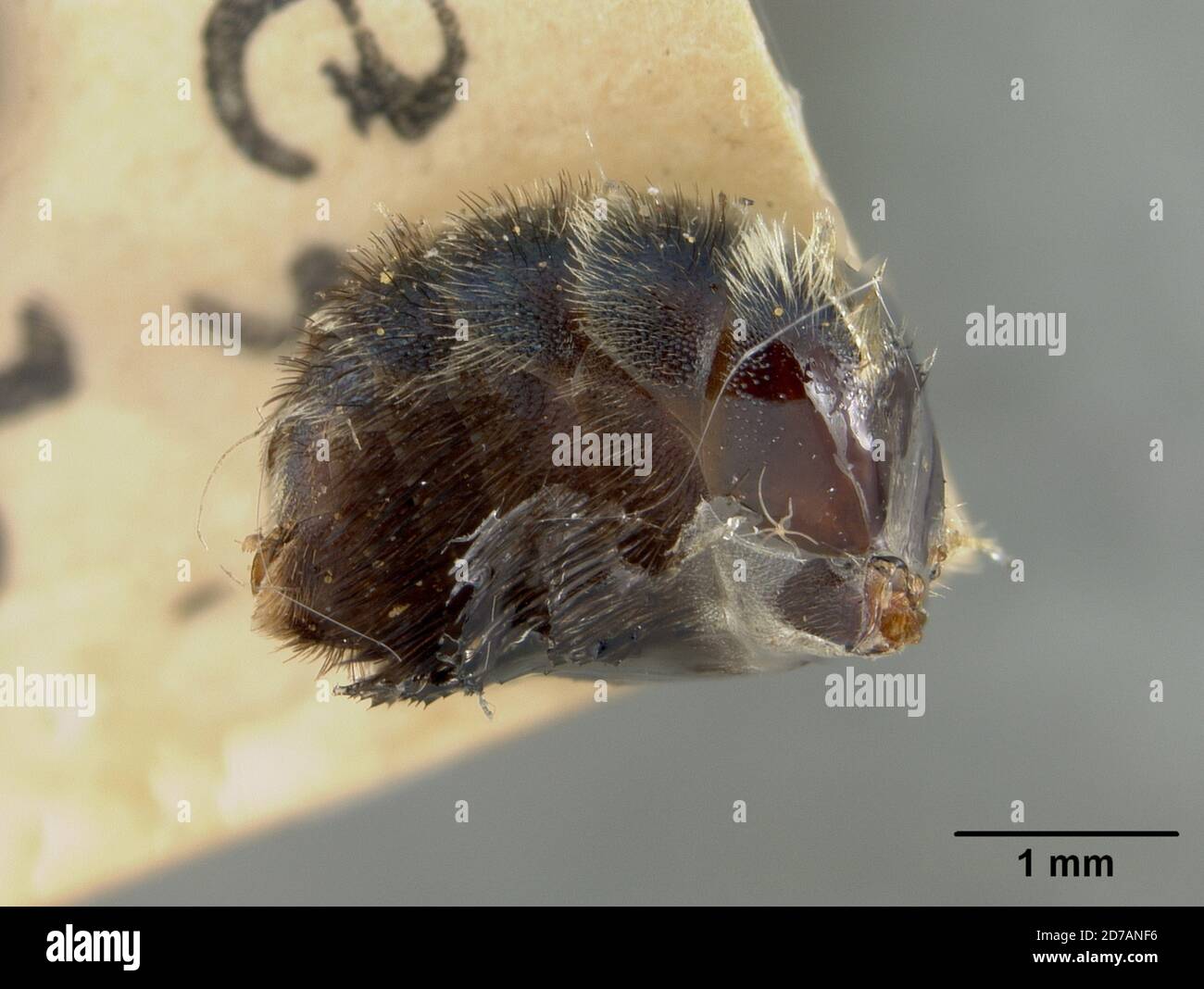 Osmia nanula cockerell hi-res stock photography and images - Alamy