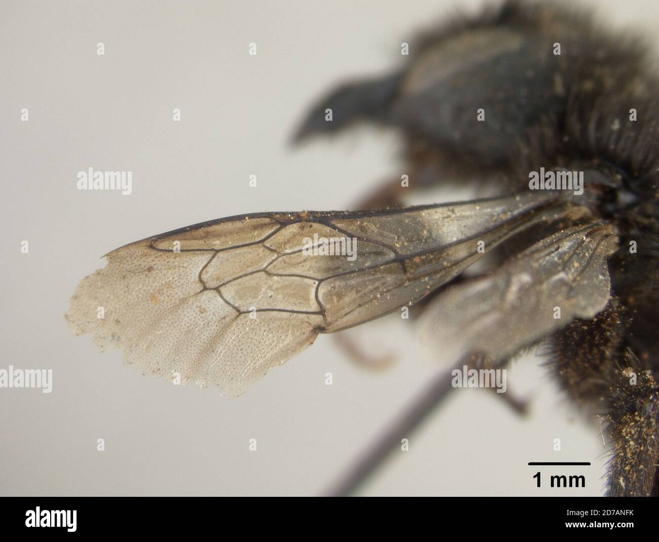 Pinned, Gualala, Mendocino, California, United States, Osmia ...