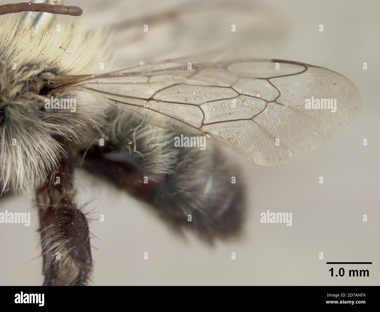 Pinned, Boulder, Colorado, United States, Osmia metitia Cockerell, 1909 ...