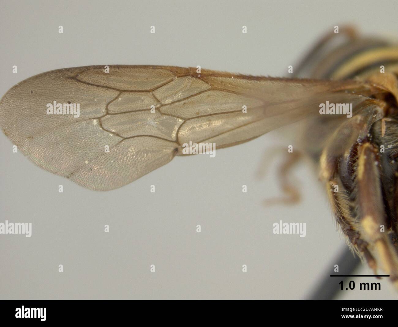 Taboga isl hi-res stock photography and images - Alamy