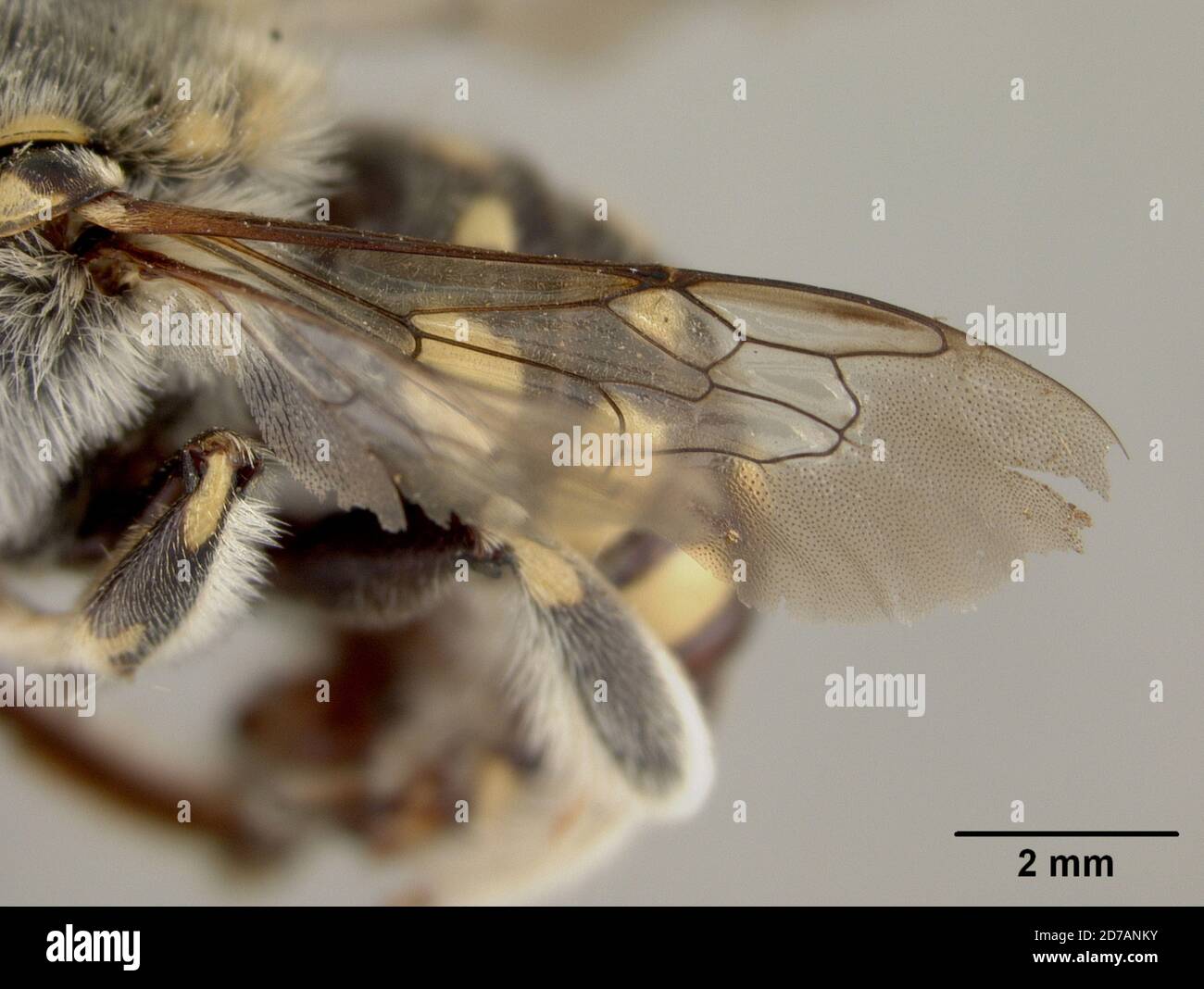 Anthidium porterae cockerell hi-res stock photography and images - Alamy