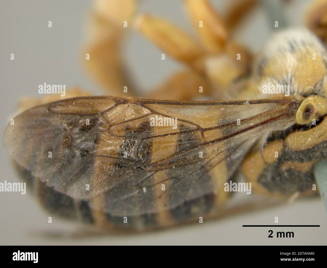 Anthidium larreae cockerell hi-res stock photography and images - Alamy