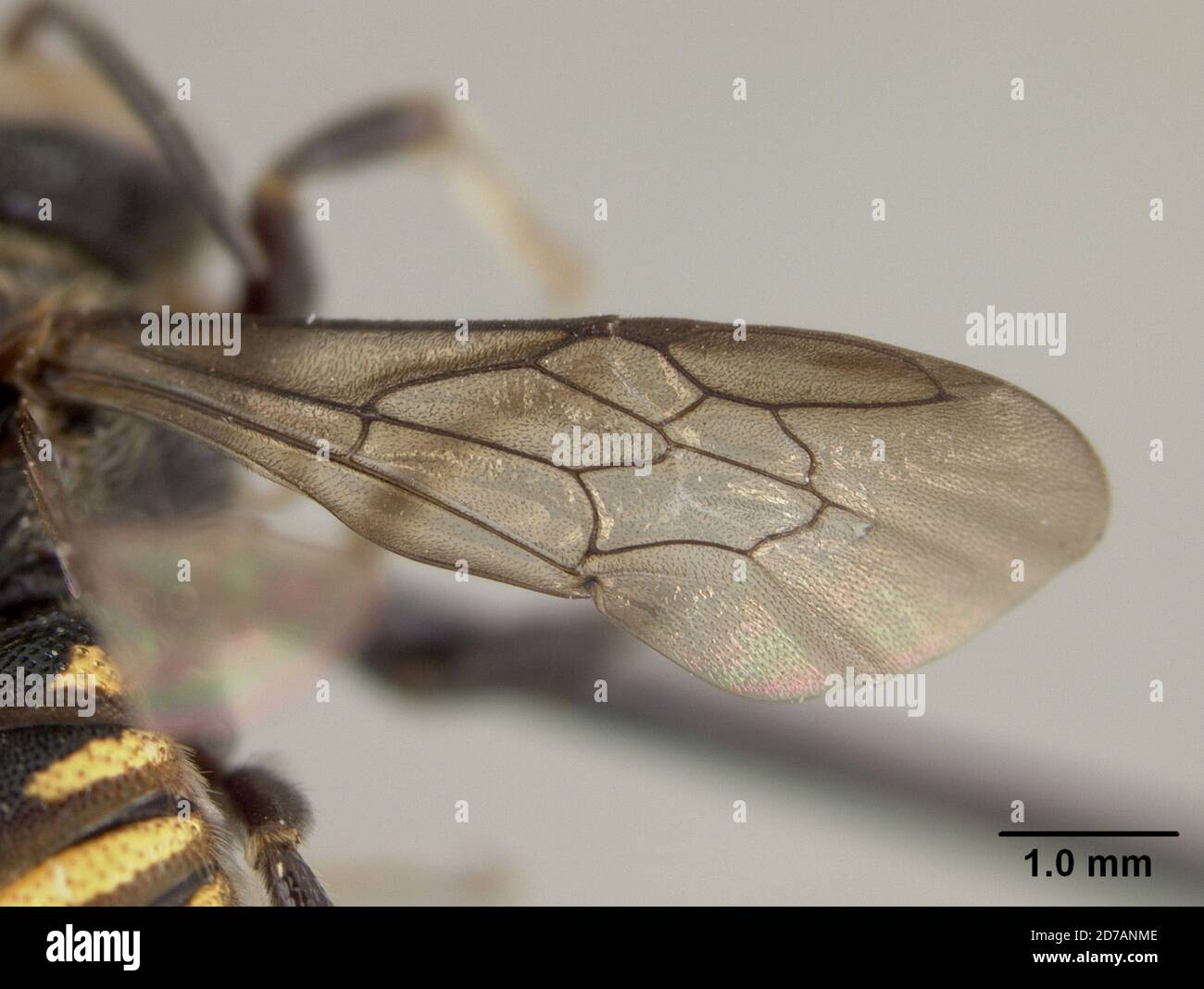 Huachi beni bolivia hi-res stock photography and images - Alamy