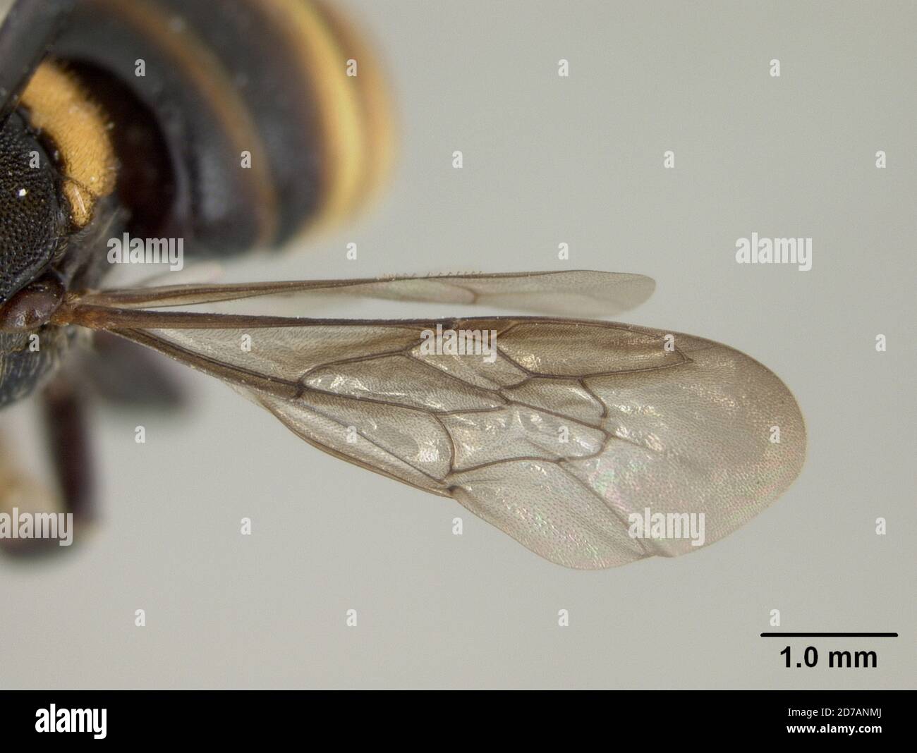 Pinned, Rio Beni, Bolivia, nr. Mouth Rio Mapiri, El Beni, Bolivia ...