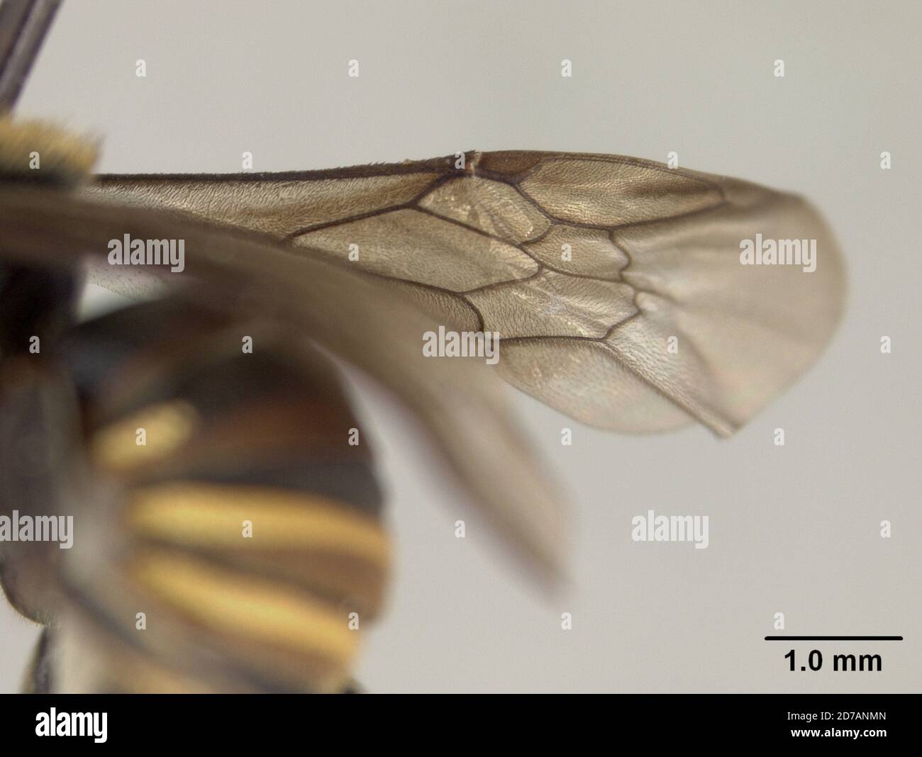 Huachi beni bolivia hi-res stock photography and images - Alamy