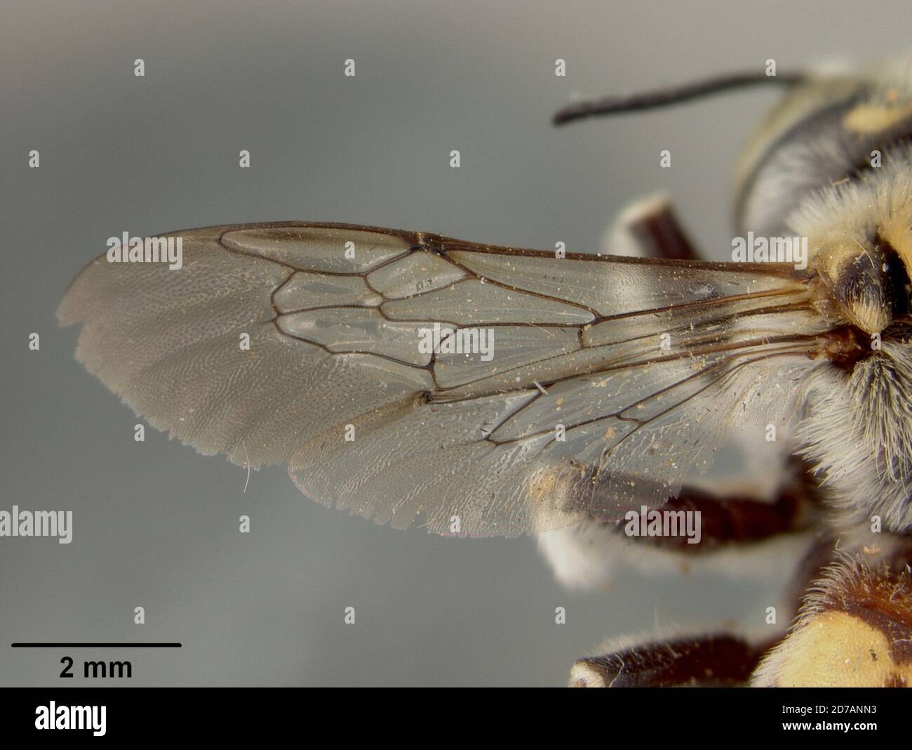 Anthidium porterae var amabile cockerell hi-res stock photography and ...