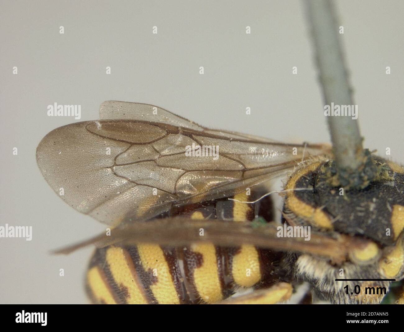 Anthidium consimile ashmead hi-res stock photography and images - Alamy