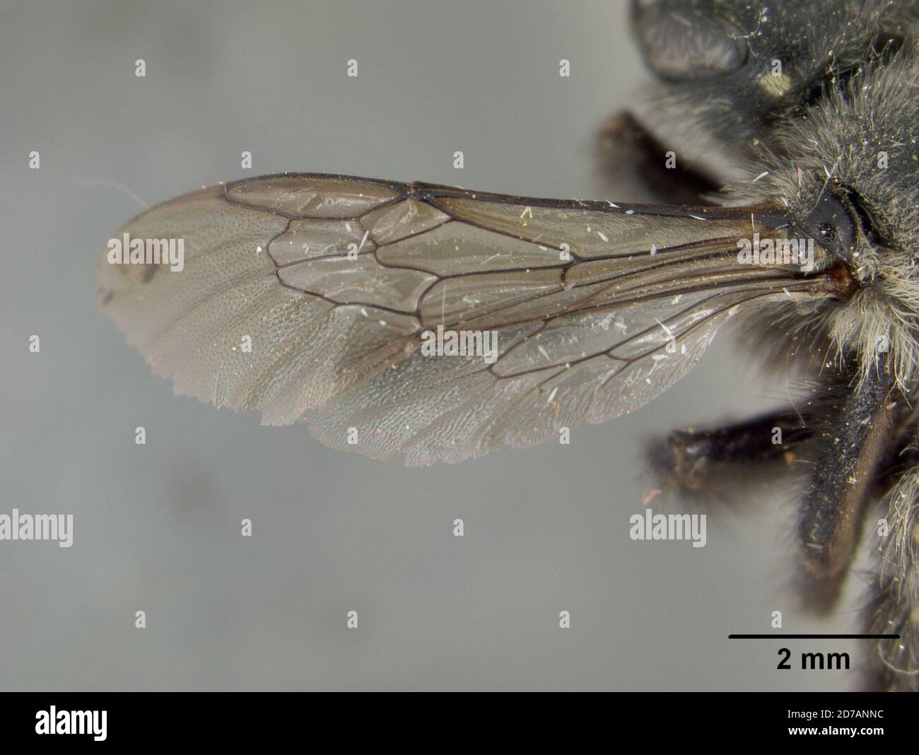 Anthidium atricaudum cockerell hi-res stock photography and images - Alamy