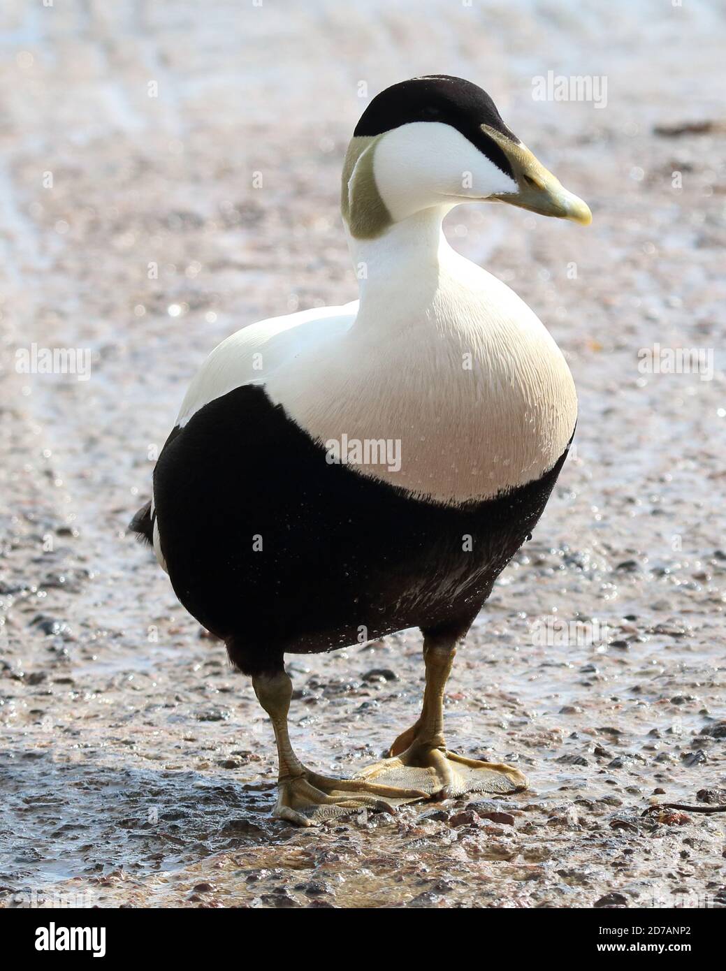 Eider drake at Seahouses, Northumberland, England Stock Photo - Alamy