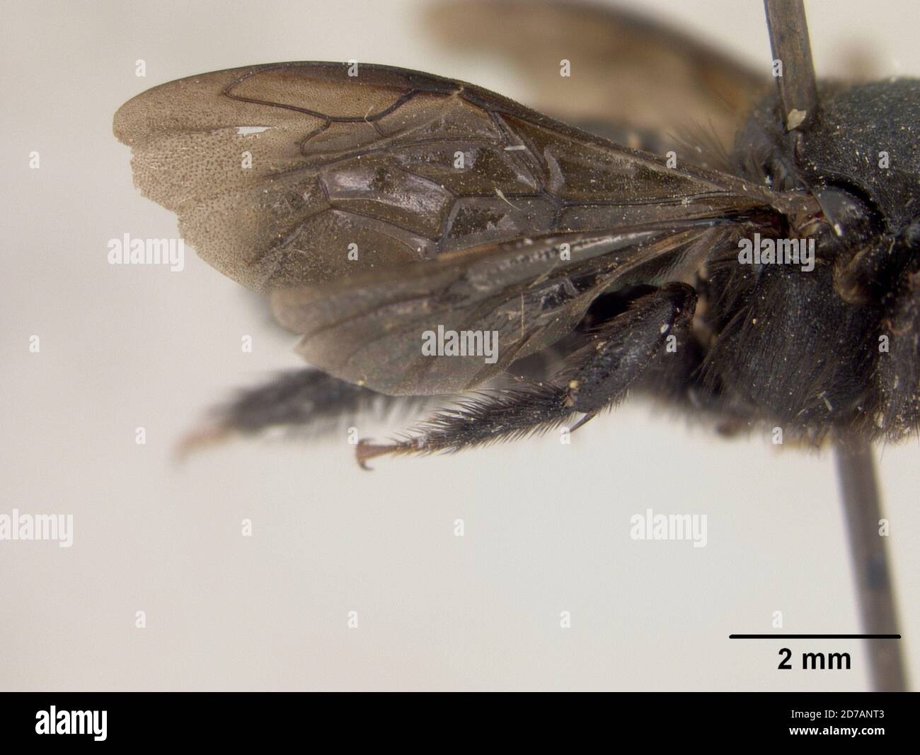 Pinned, Solomon is, munda, N. Georgia, Solomon Islands, Lithurgus ...