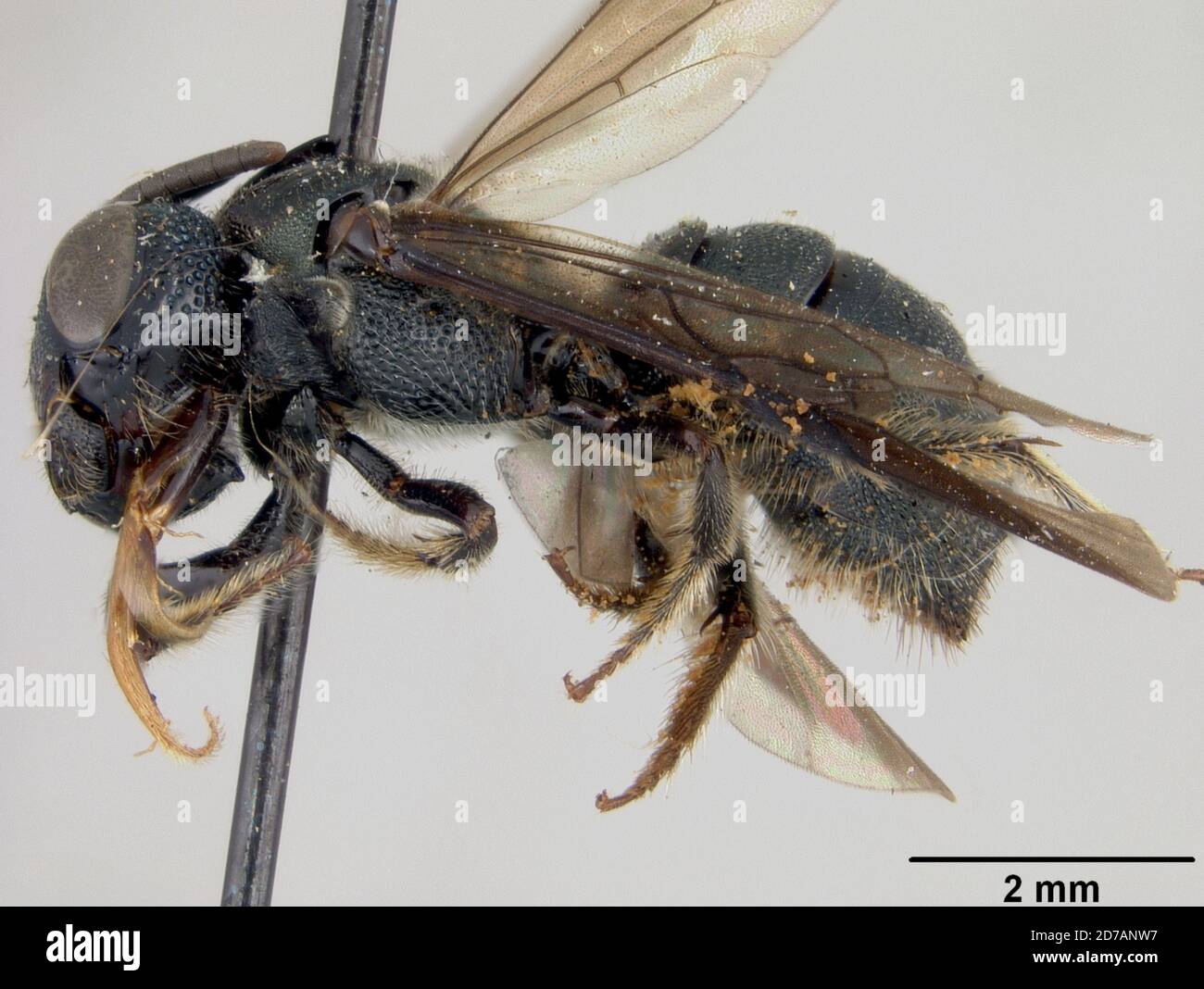 Belize, Ceratina marginata Baker, 1907, Animalia, Arthropoda, Insecta ...