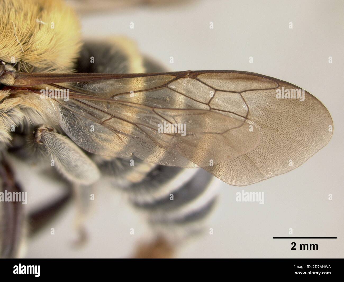 Pinned, Huachuca Mountains, Ramsey Canyon, Cochise, Arizona, United ...