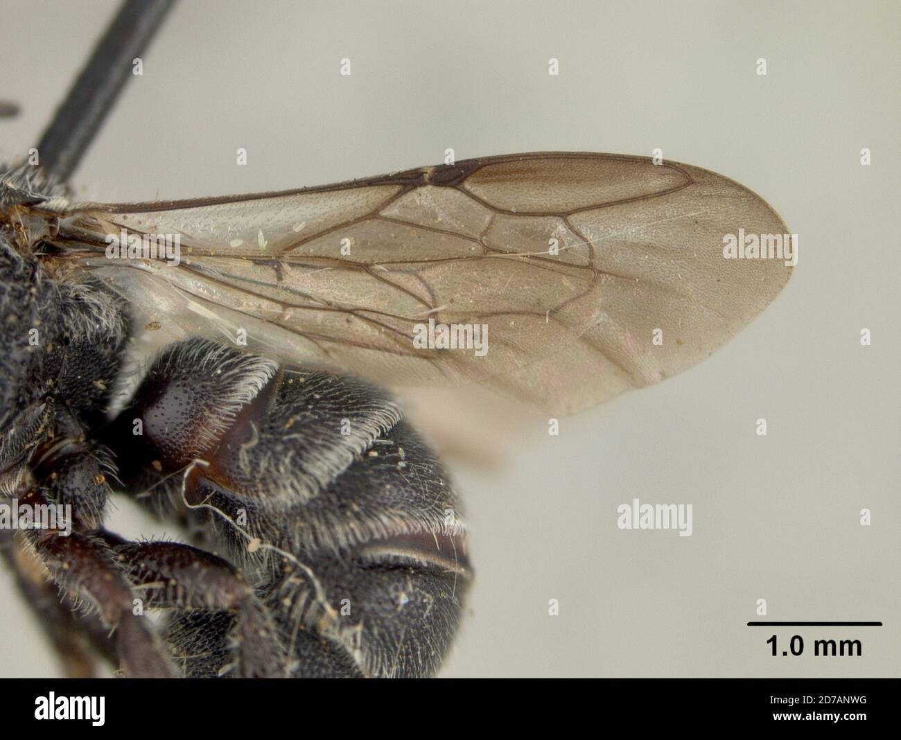 Stelis diversicolor crawford hi-res stock photography and images - Alamy