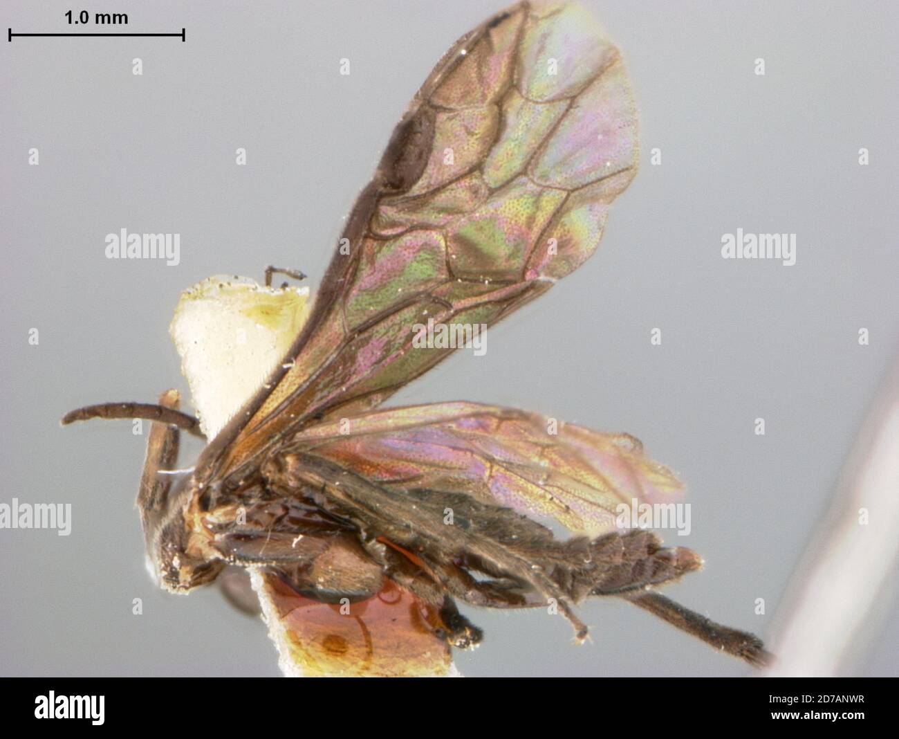 Manila, Rizal, Philippines, Paraselandria imitatrix Ashmead, 1905 ...