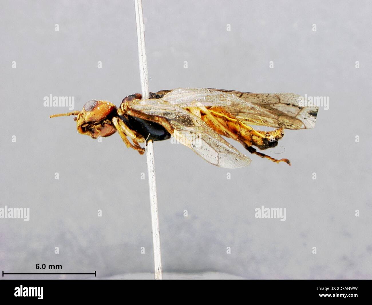 Kodiak, Kodiak Island, Alaska, United States, Bactroceros palachei ...