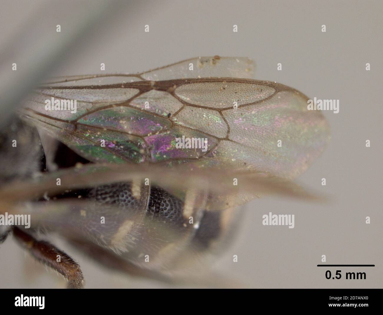 Stelis lateralis permaculata cockerell hi-res stock photography and ...