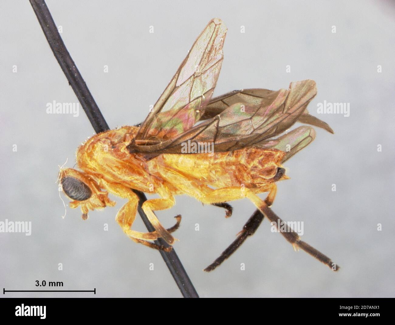 Frontero, K?nosu, Tabasco, Mexico, Parazarca fumipennis Ashmead, 1898 ...