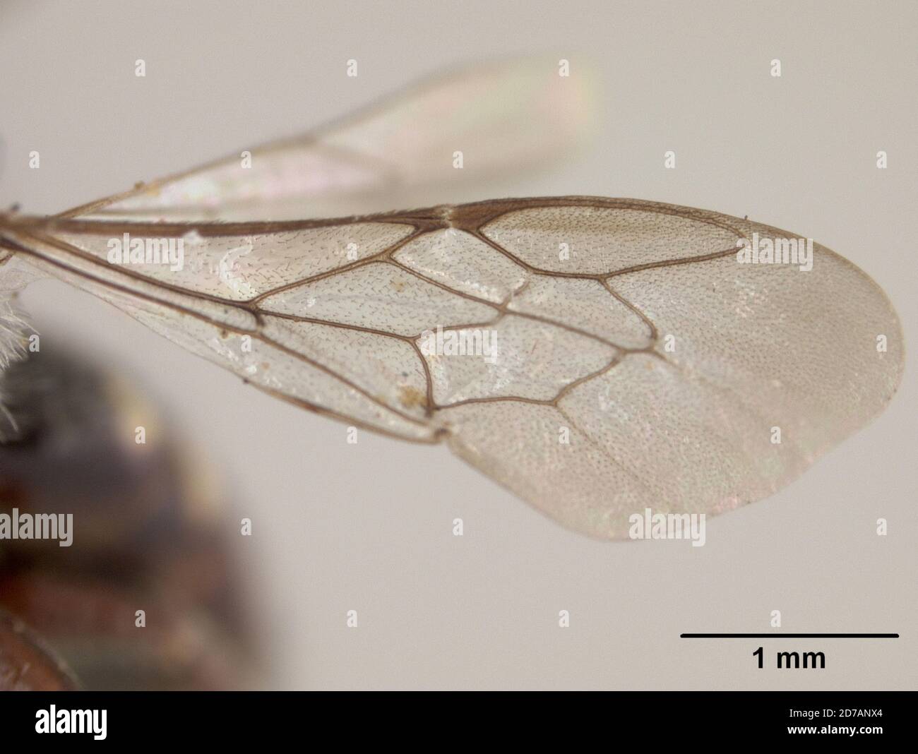 Stelis michiganensis mitchell hi-res stock photography and images - Alamy