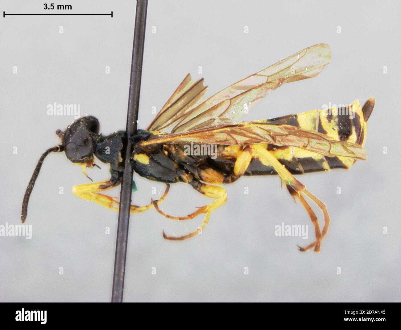 Cephus graenicheri ashmead hi-res stock photography and images - Alamy