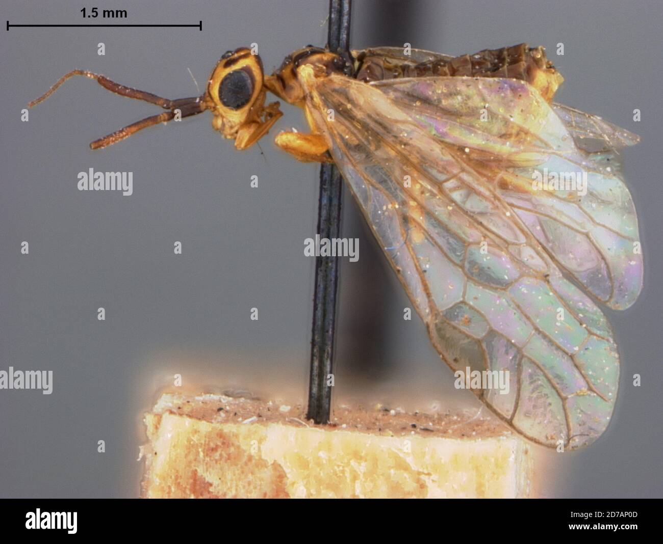 Xyela middlekauffi burdick hi-res stock photography and images - Alamy