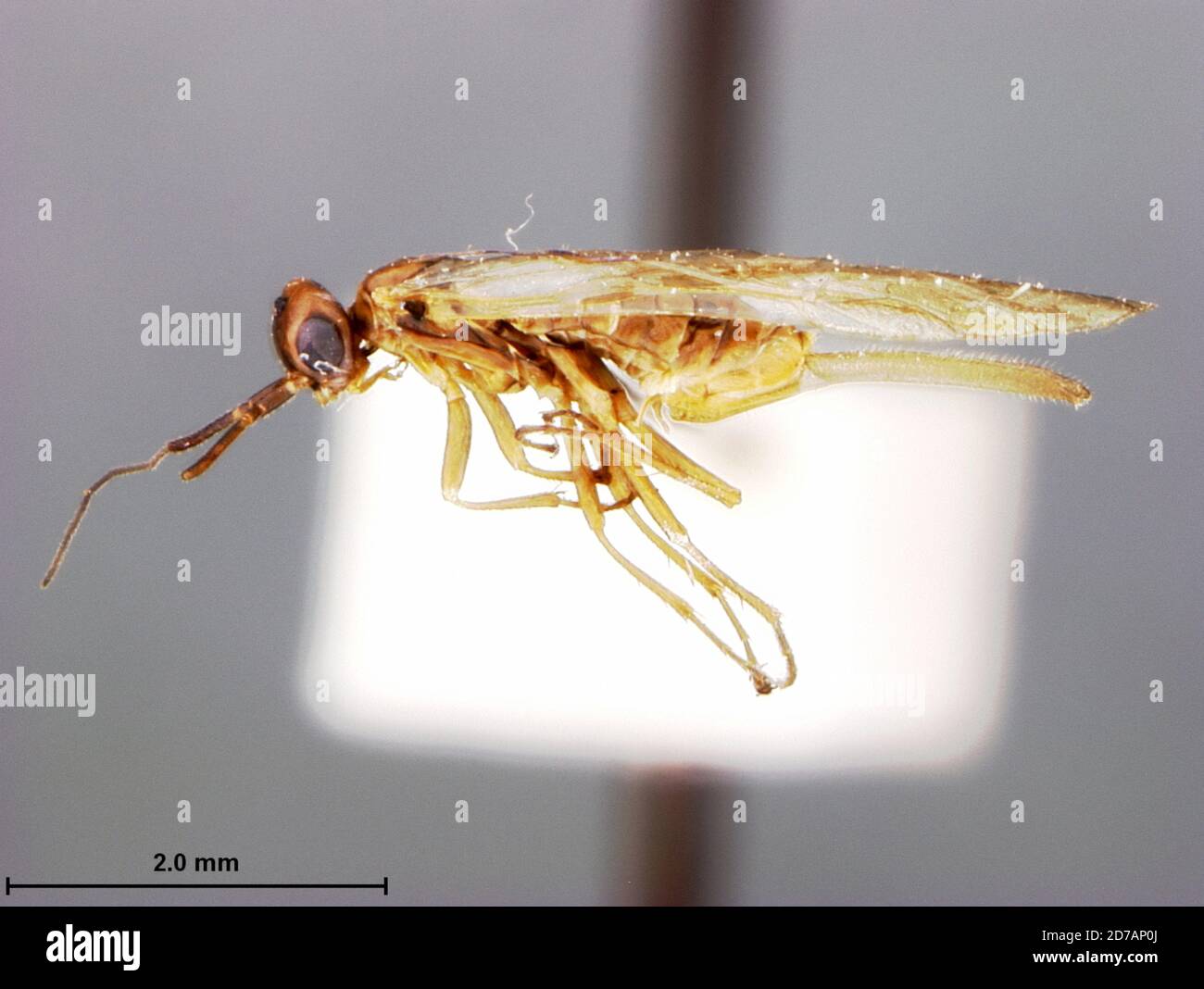 Xyela radiatae burdick hi-res stock photography and images - Alamy