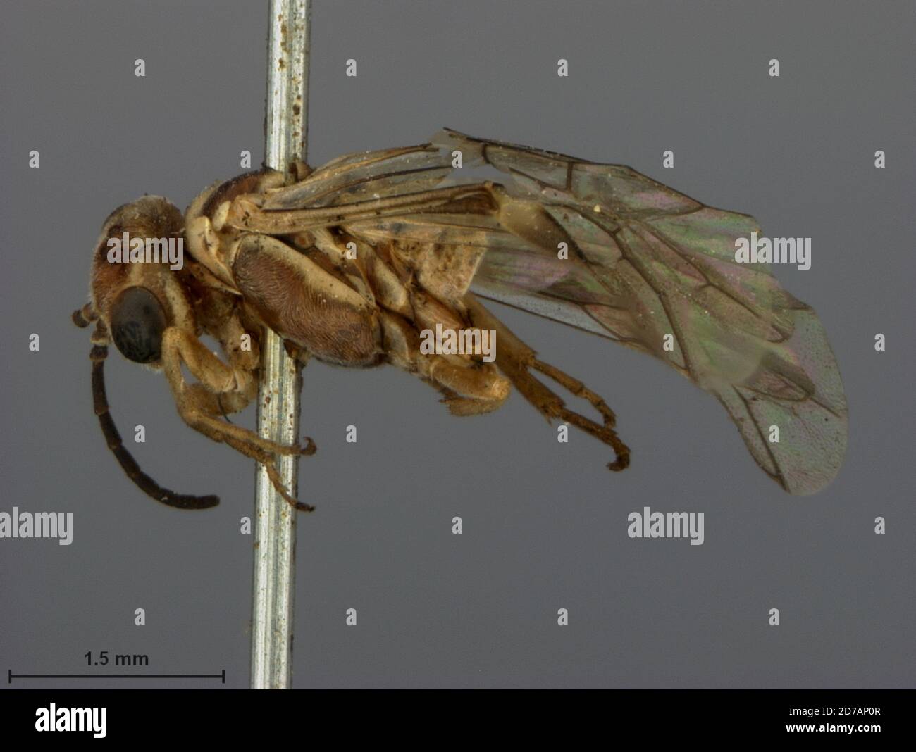 Florida, United States, Isodyctium floridense Dyar, 1898, Animalia ...