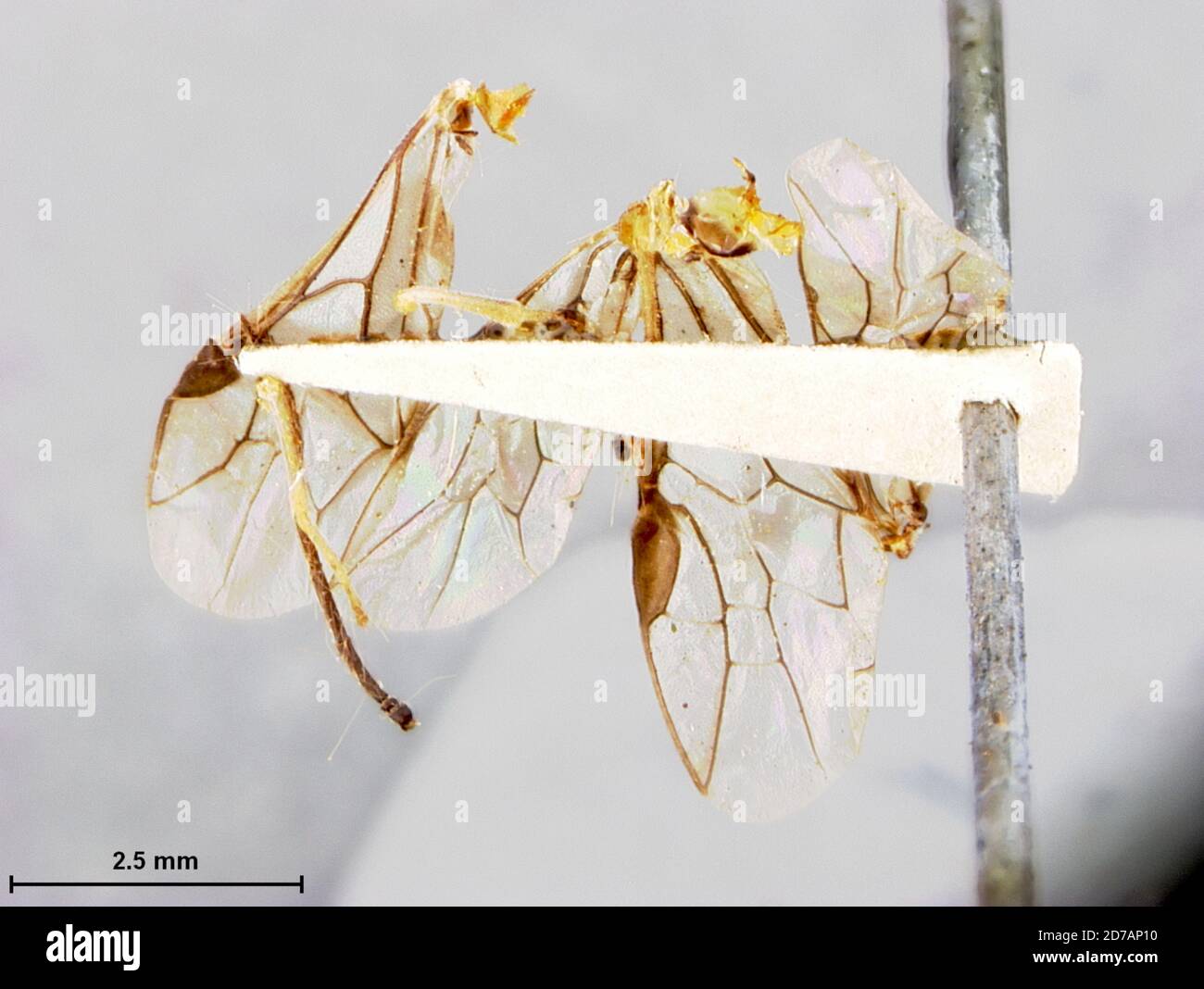 Dineurus pallida ashmead hi-res stock photography and images - Alamy