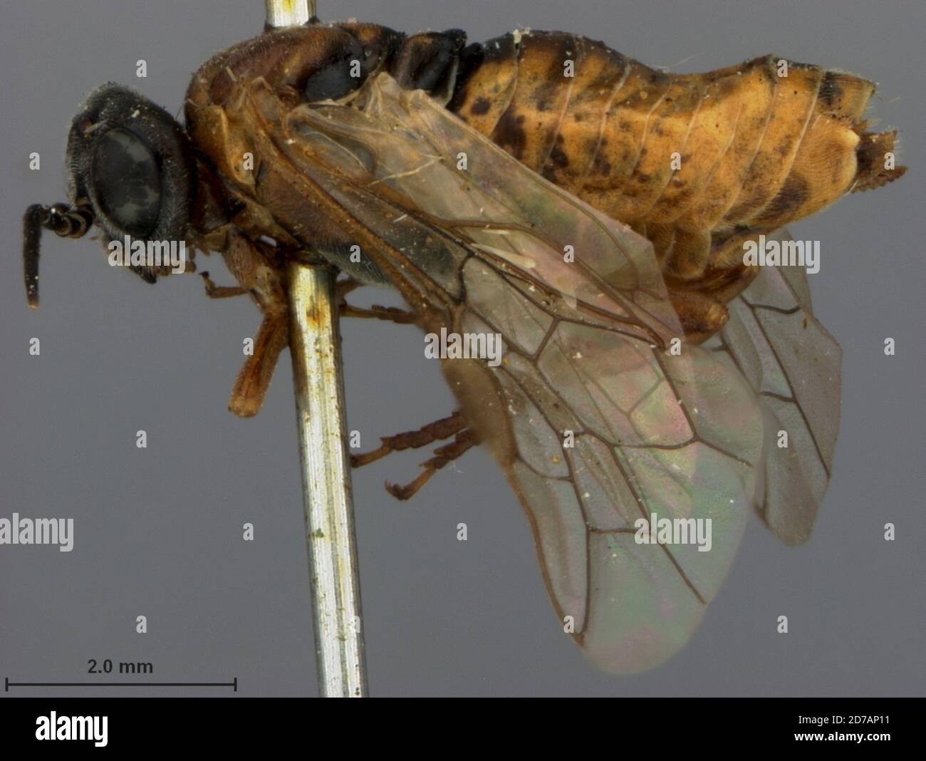 1898 animalia hi-res stock photography and images - Alamy