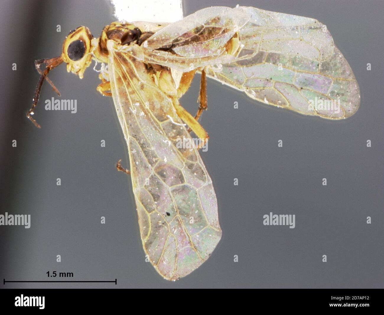 Xyela styrax burdick hi-res stock photography and images - Alamy