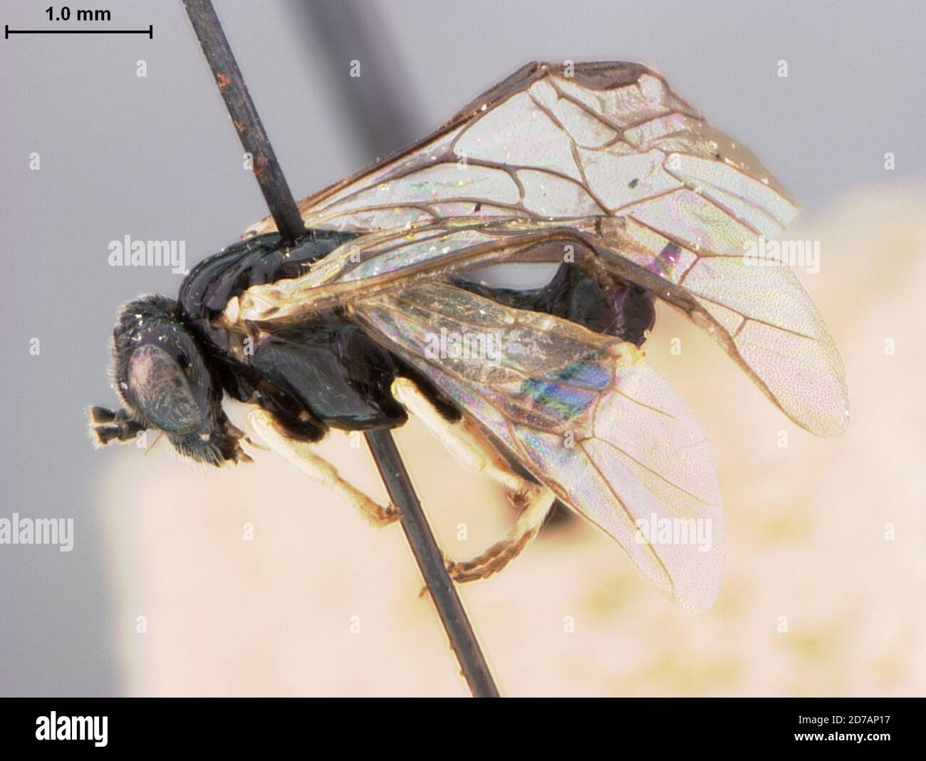 1957 animalia hi-res stock photography and images - Alamy