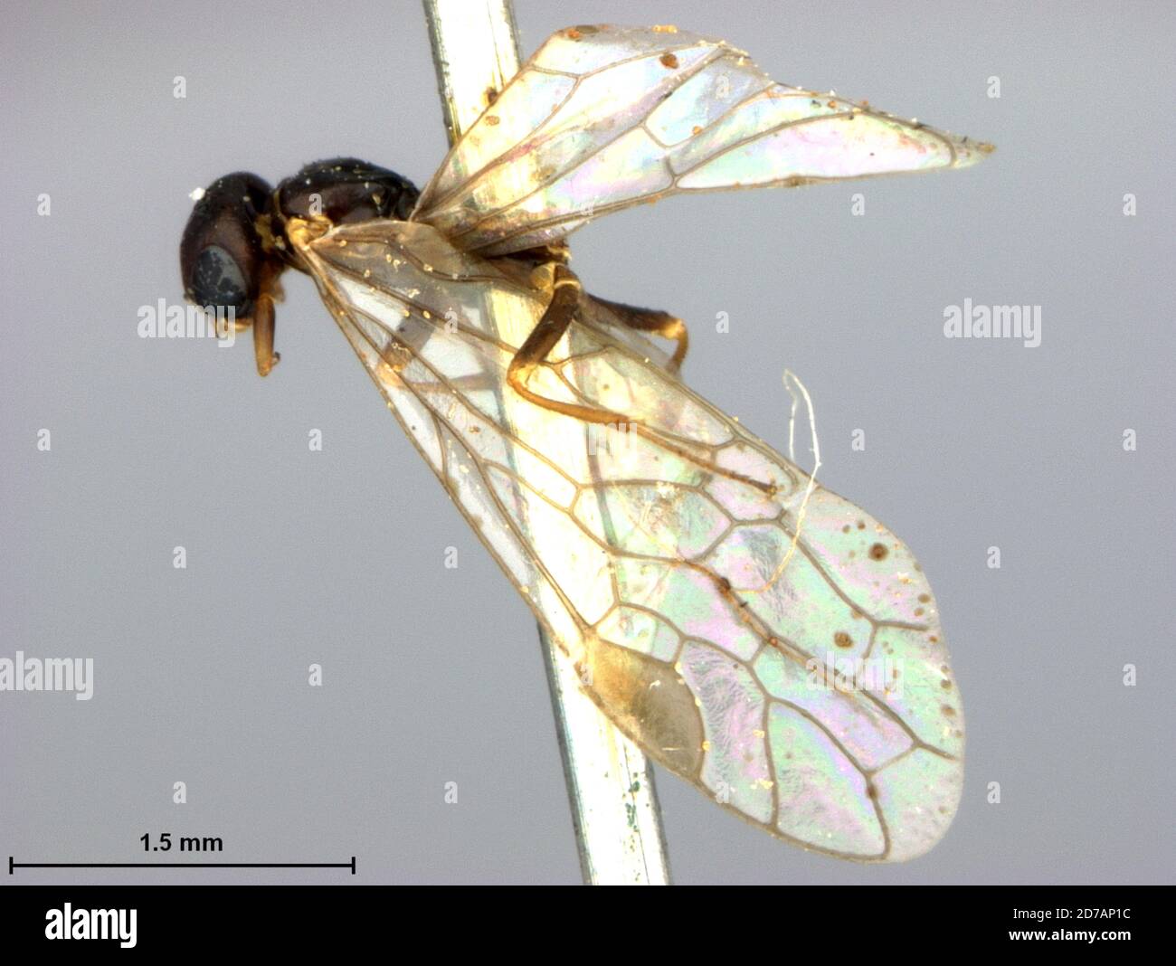 Boulder, Colorado, United States, Xyela negundinis Cockerell, 1907 ...