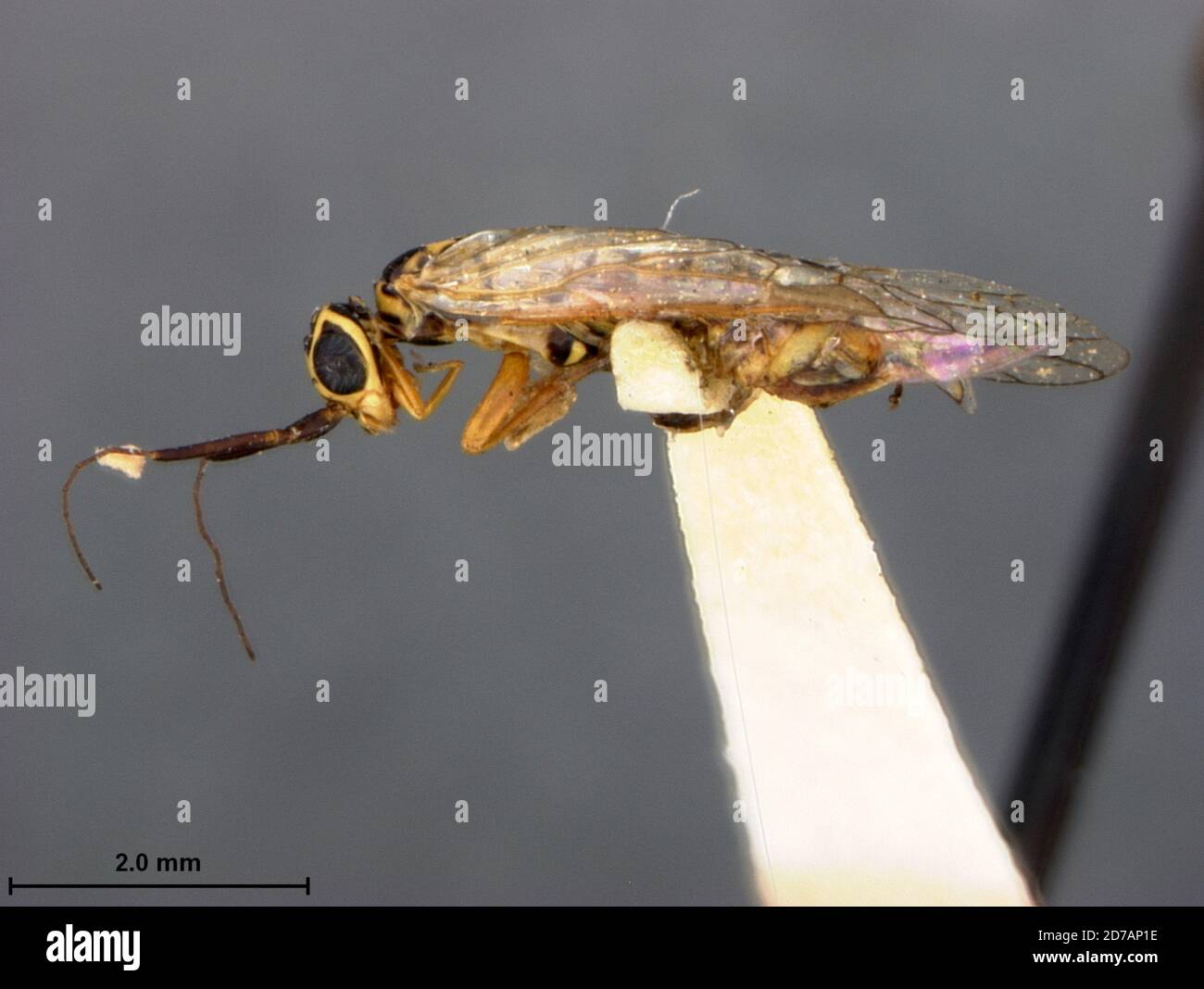 Xyela concava burdick hi-res stock photography and images - Alamy