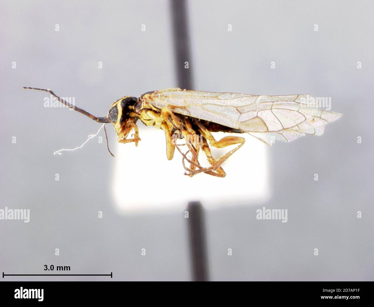 Alum Rock Park, Santa Clara, California, United States, Xyela lunata ...