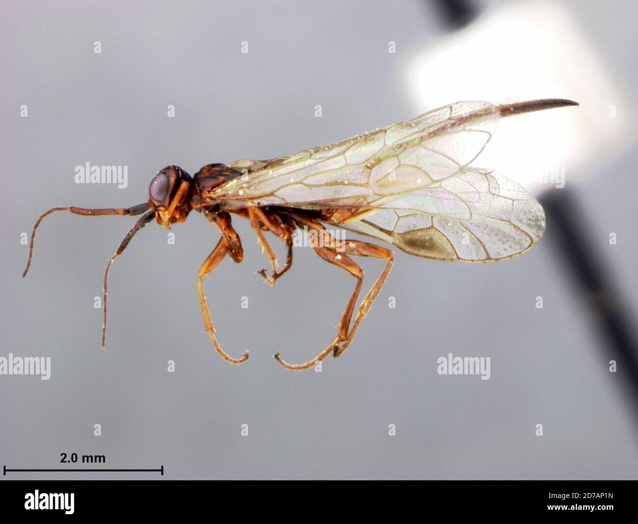 1961 animalia hi-res stock photography and images - Alamy