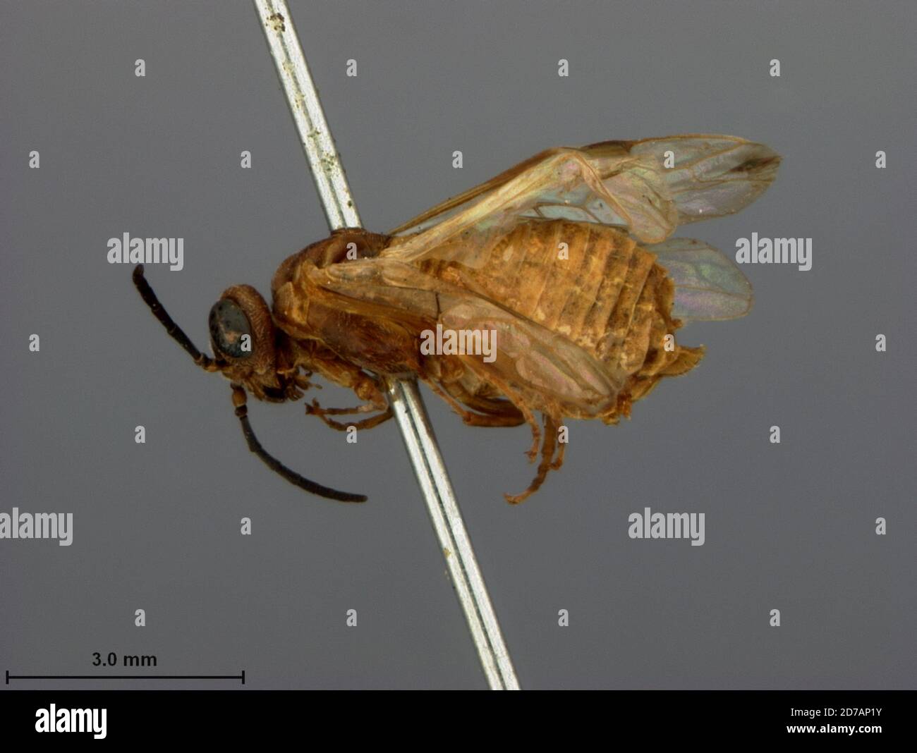 New York, United States, Isodyctium subgregarium Dyar, 1898, Animalia ...