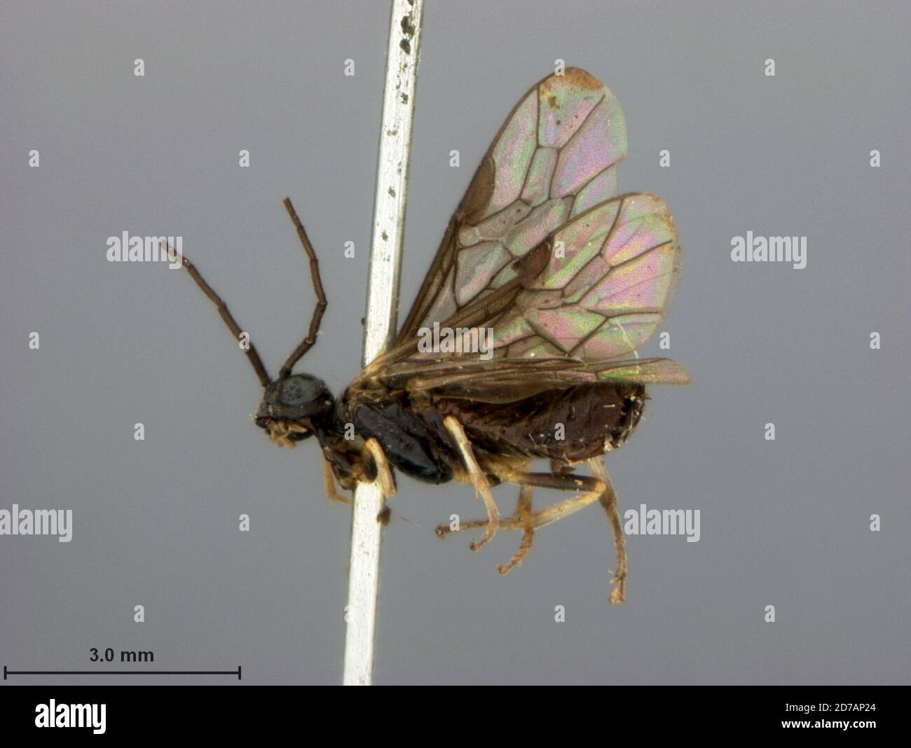 1895 animalia hi-res stock photography and images - Alamy