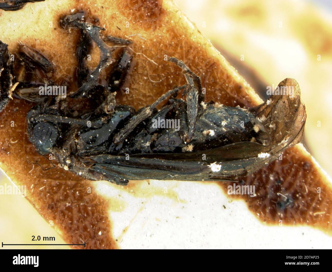 Jefferson Highlands, Coos, New Hampshire, United States, Schizocerus ...