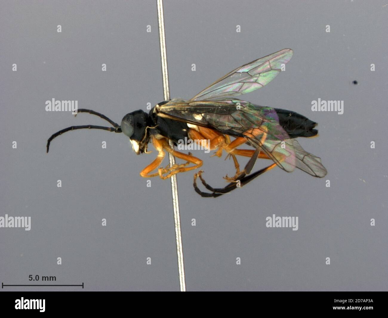 Fernow experimental forest hi-res stock photography and images - Alamy