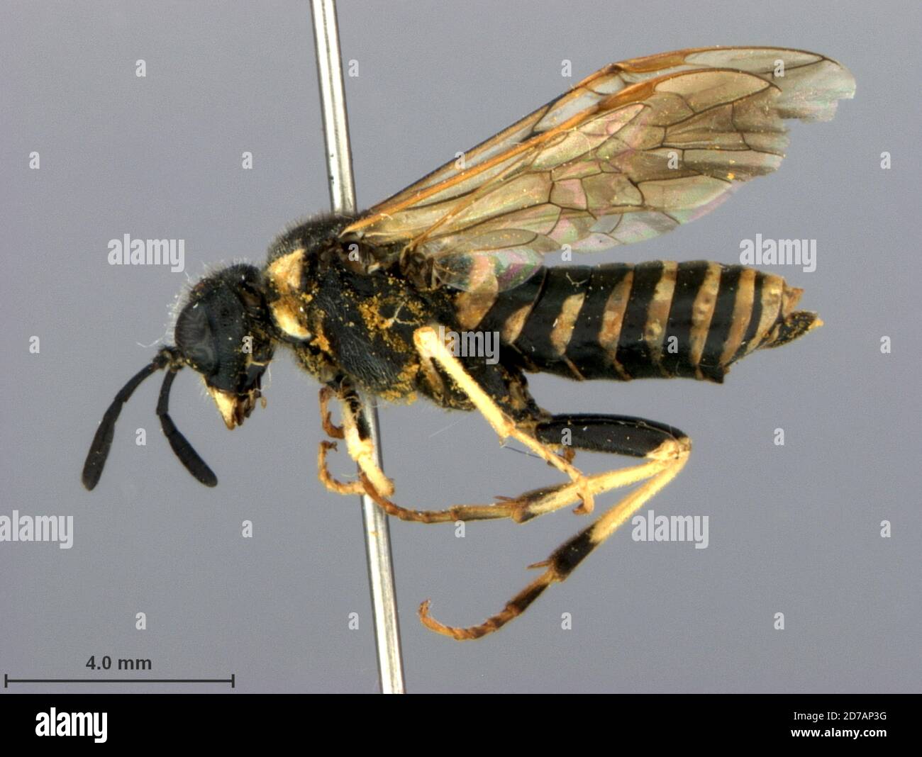 Shepherd Pass Trail, Inyo, California, United States, Tenthredo ...